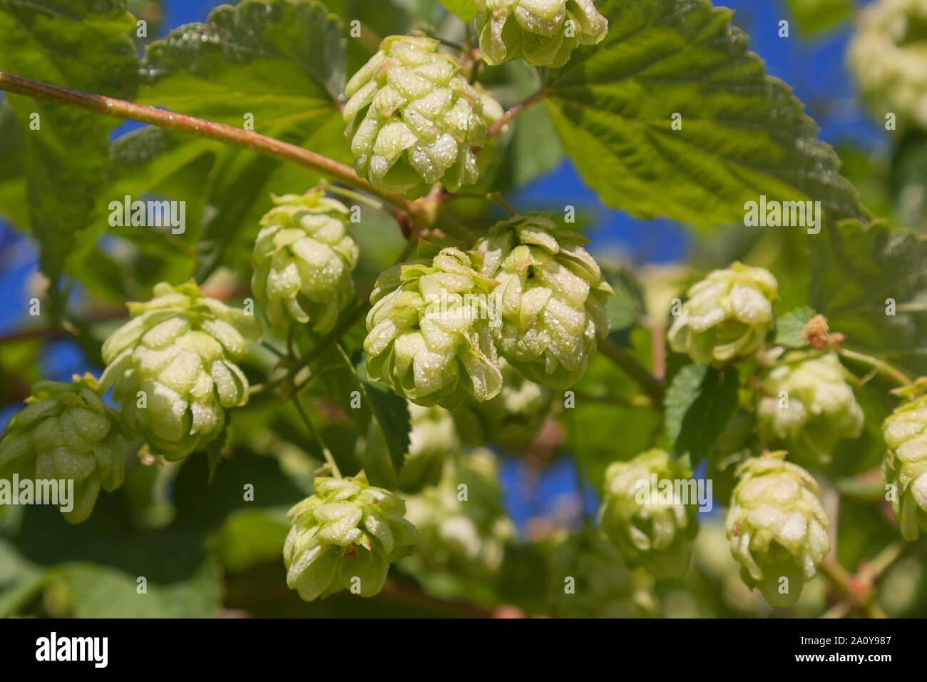 Humulus lupulus (common hop or hops) is a species of flowering plant in ...