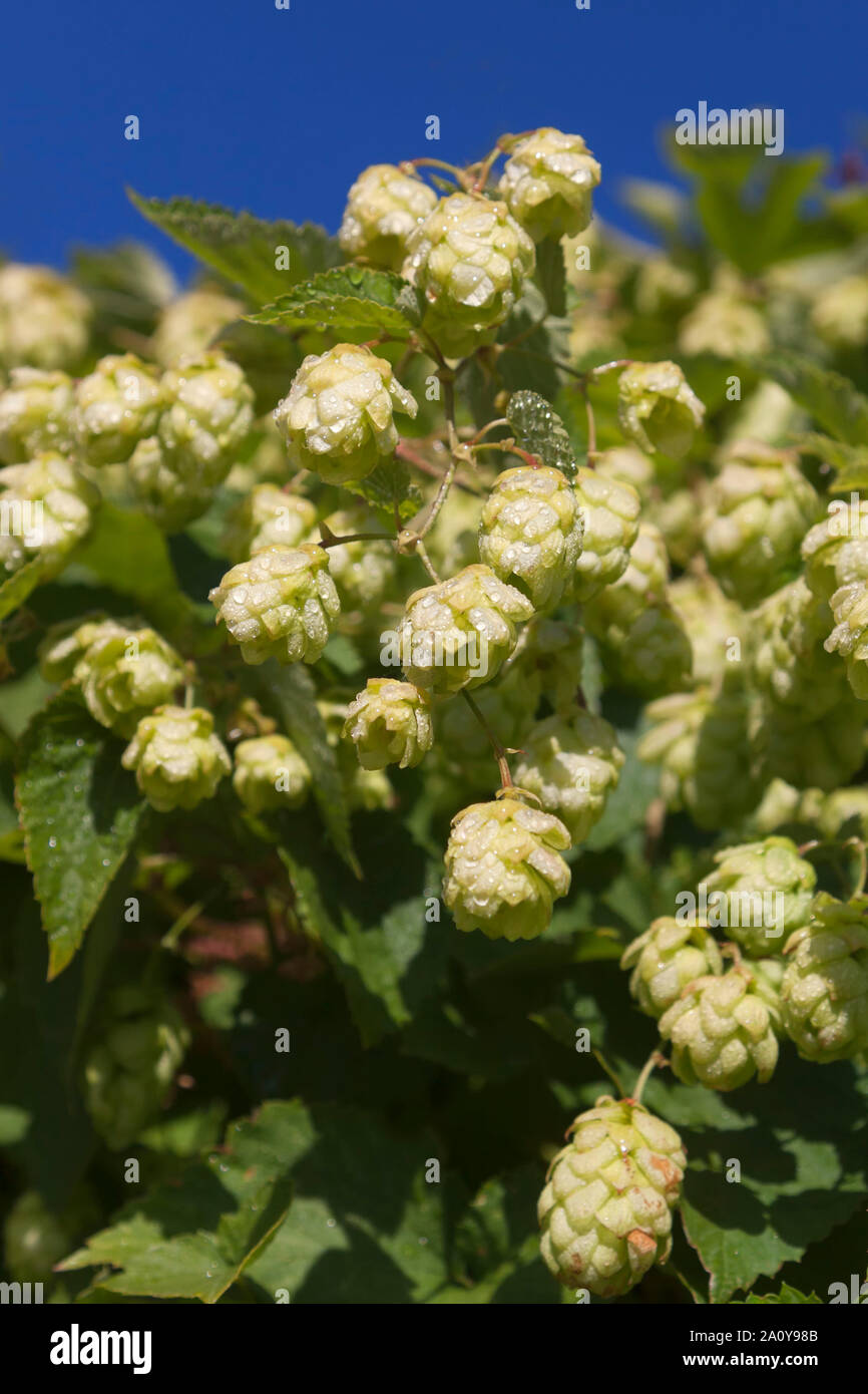 Humulus lupulus (common hop or hops) is a species of flowering plant in ...