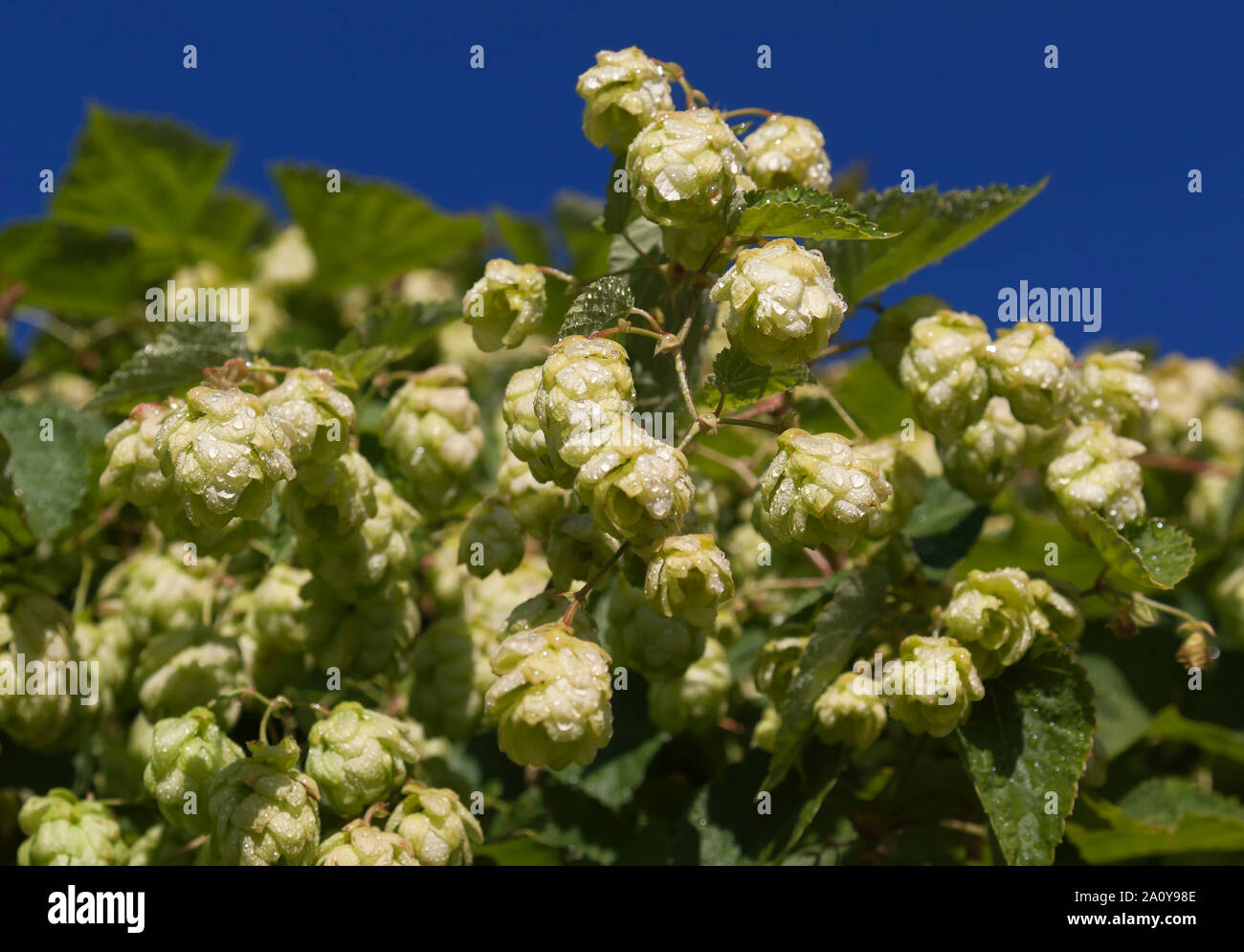 Humulus lupulus (common hop or hops) is a species of flowering plant in ...