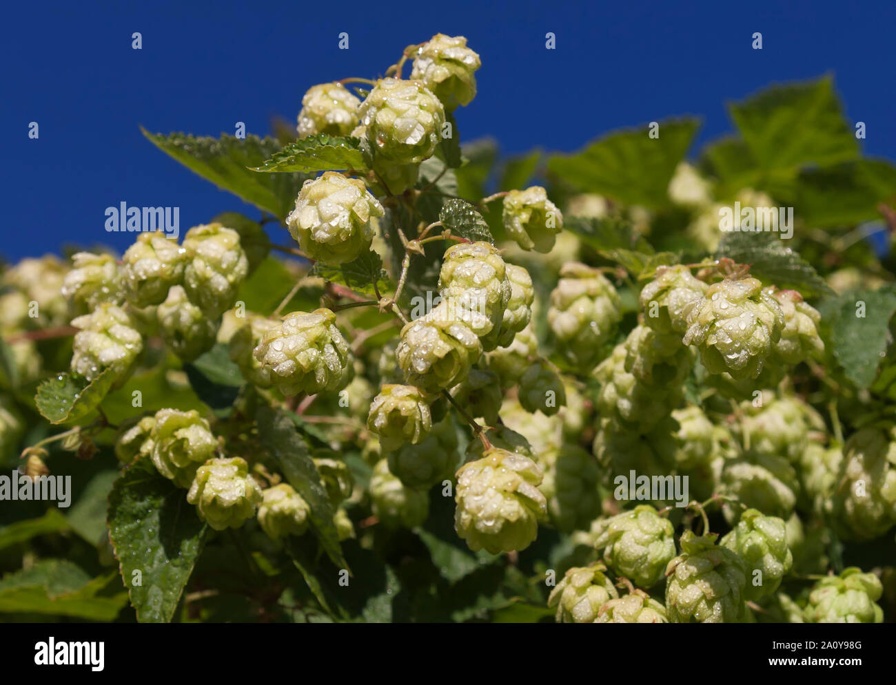 Humulus lupulus (common hop or hops) is a species of flowering plant in ...