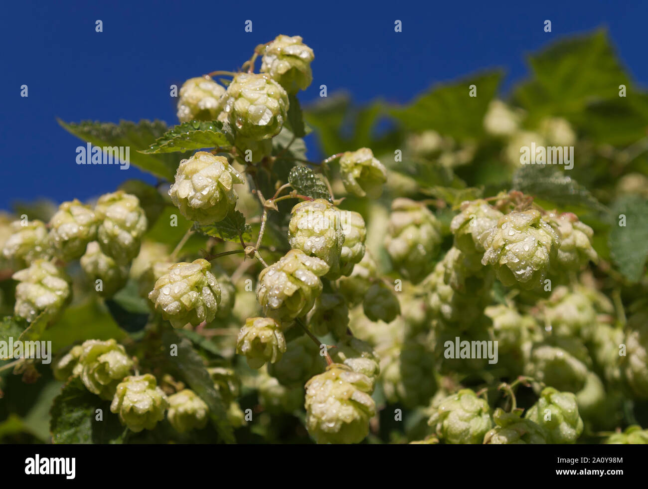 Humulus lupulus (common hop or hops) is a species of flowering plant in ...