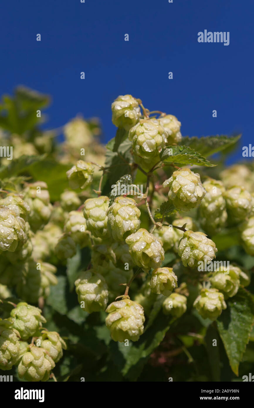 Humulus lupulus (common hop or hops) is a species of flowering plant in ...