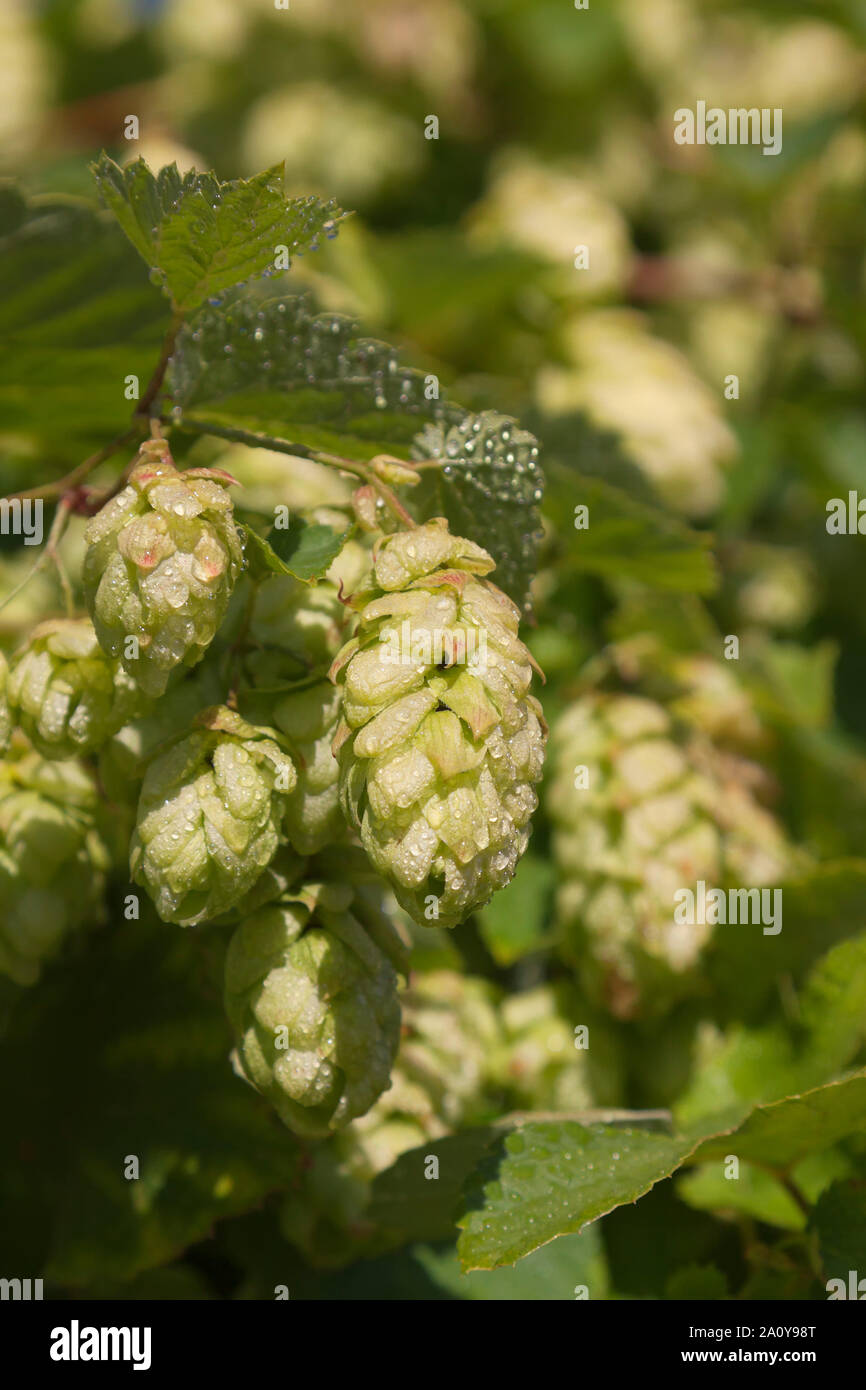 Humulus lupulus (common hop or hops) is a species of flowering plant in ...