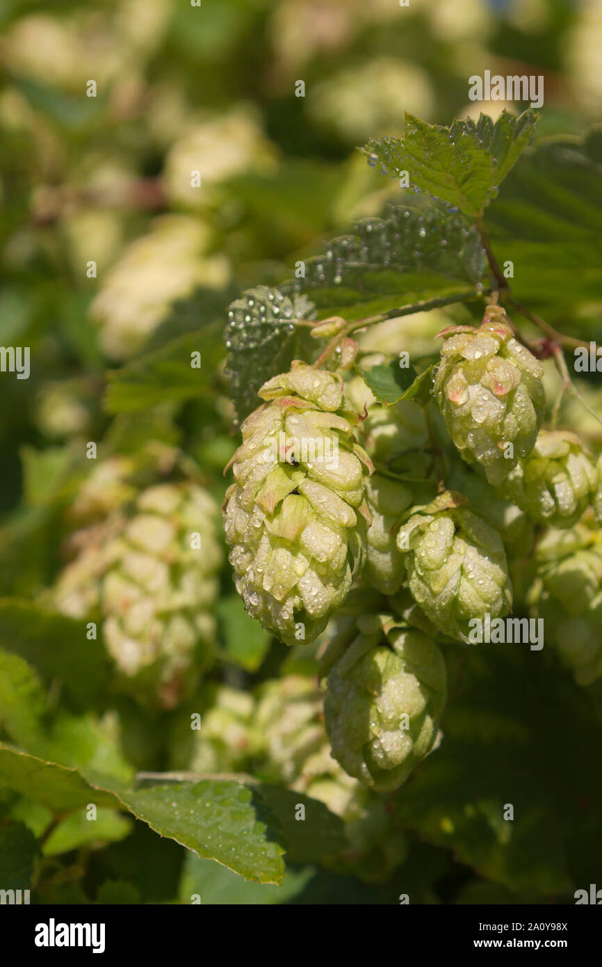 Humulus lupulus (common hop or hops) is a species of flowering plant in ...