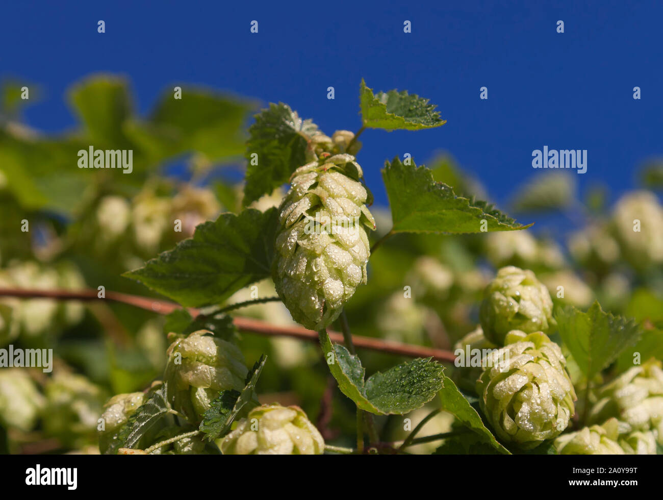 Humulus lupulus (common hop or hops) is a species of flowering plant in ...