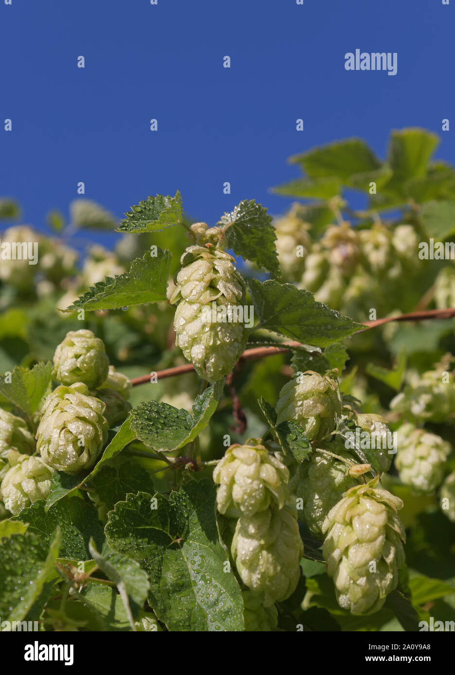 Humulus lupulus (common hop or hops) is a species of flowering plant in ...
