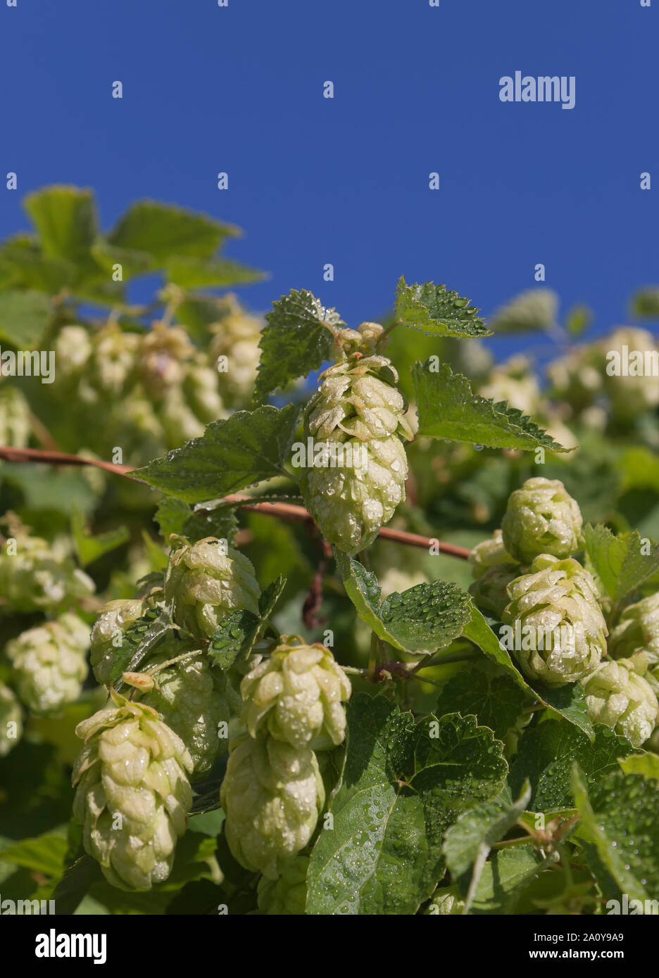 Humulus lupulus (common hop or hops) is a species of flowering plant in ...
