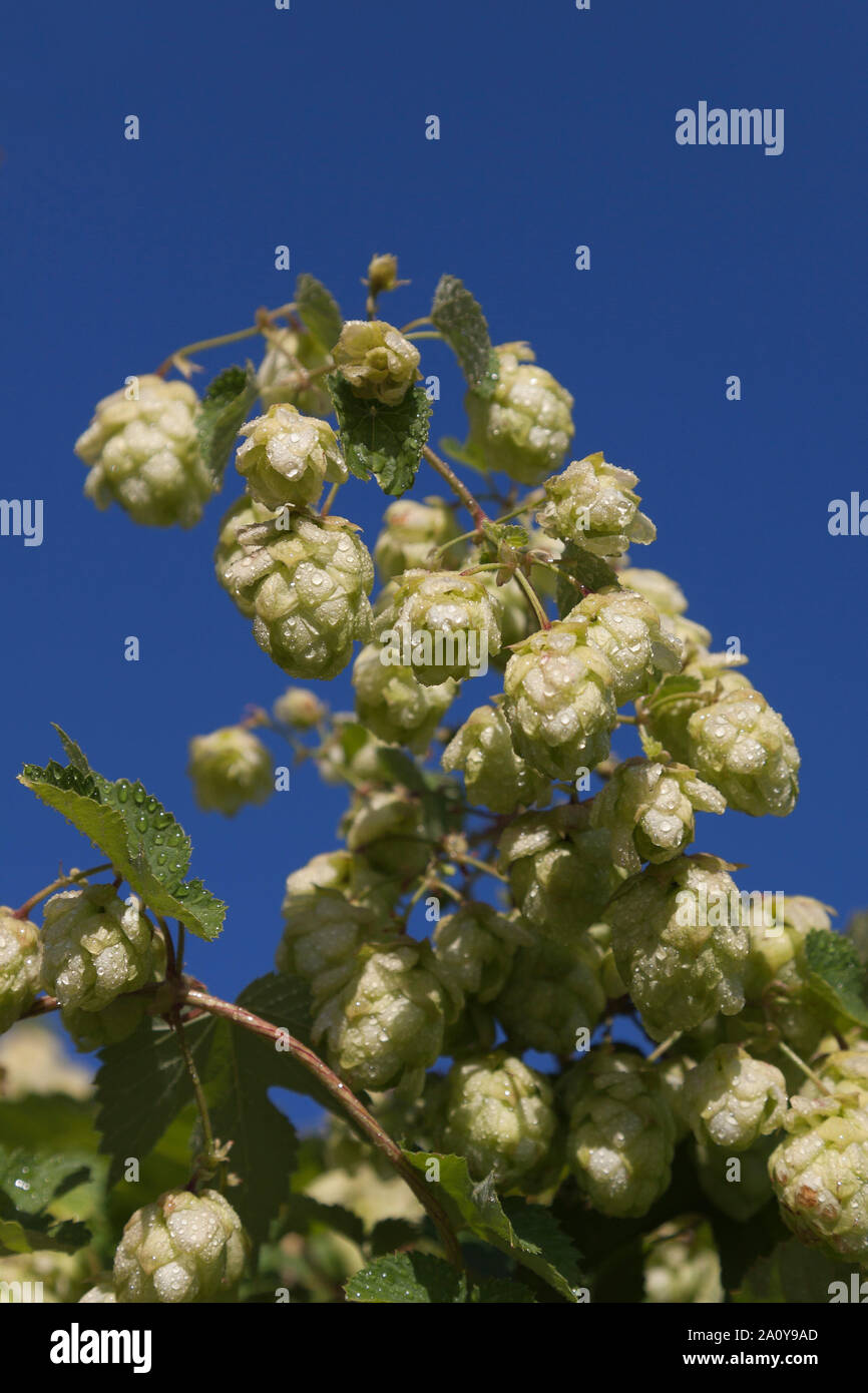 Humulus lupulus (common hop or hops) is a species of flowering plant in ...