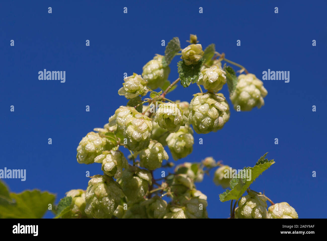 Humulus lupulus (common hop or hops) is a species of flowering plant in ...