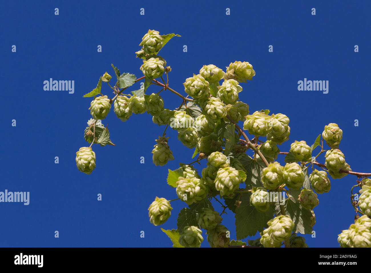 Humulus lupulus (common hop or hops) is a species of flowering plant in ...