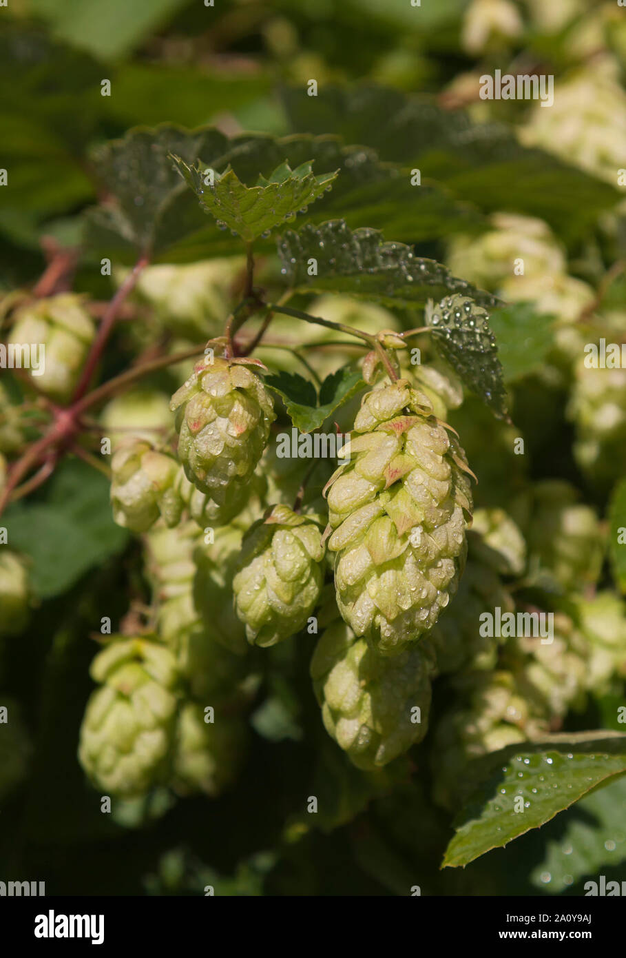Humulus lupulus (common hop or hops) is a species of flowering plant in ...