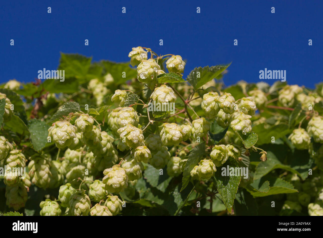 Humulus lupulus (common hop or hops) is a species of flowering plant in ...