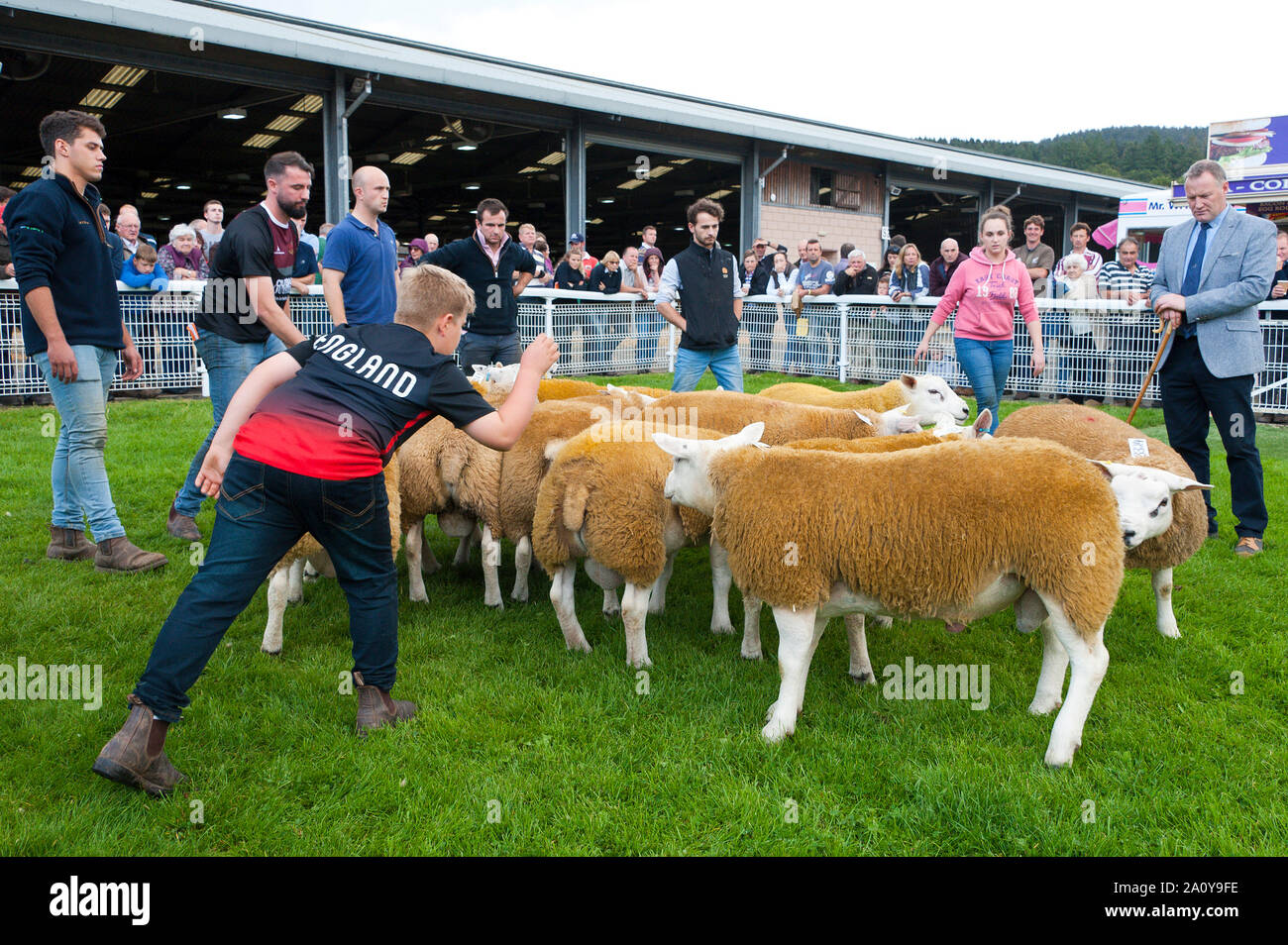 Charollais sheep hi-res stock photography and images - Alamy