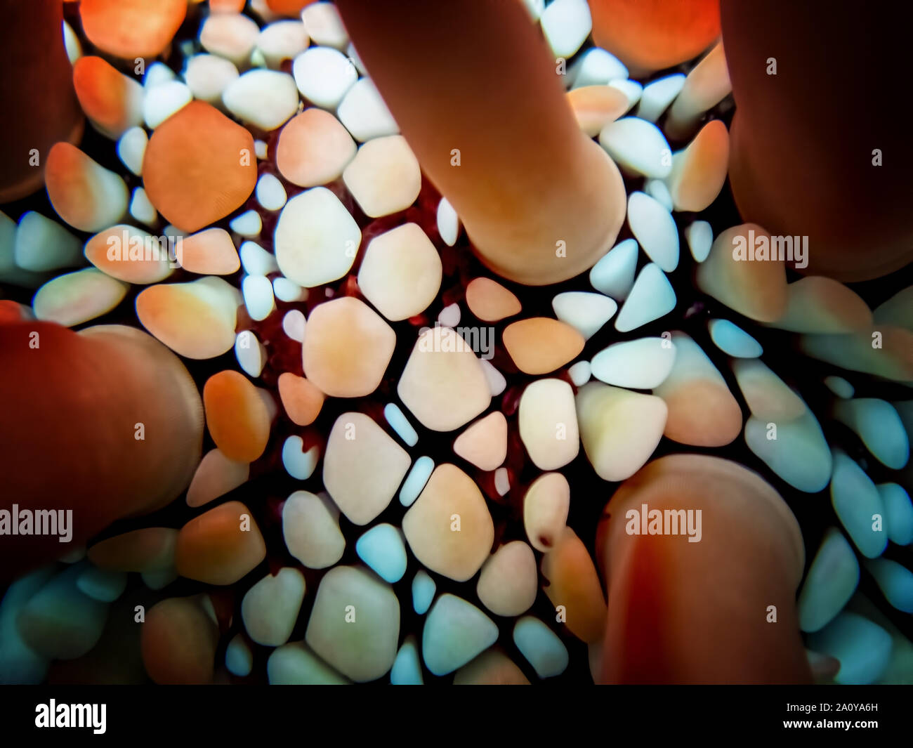 Abstract shapes in nature hi-res stock photography and images - Alamy
