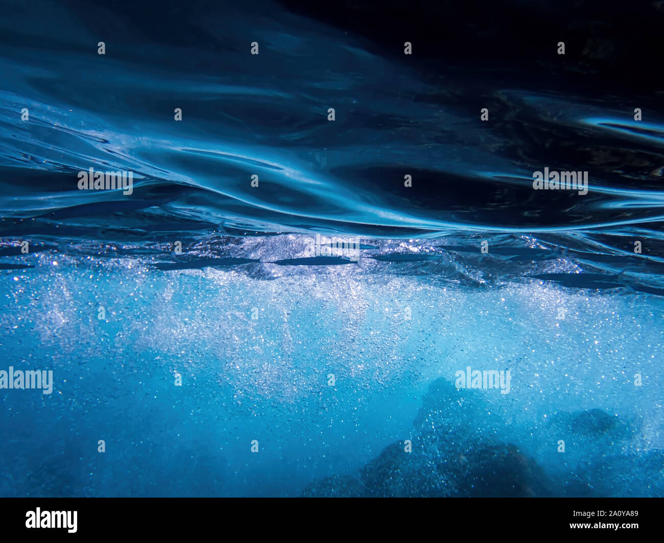 Blue tropical needlefish swim in bubbles just below surface of blue ...