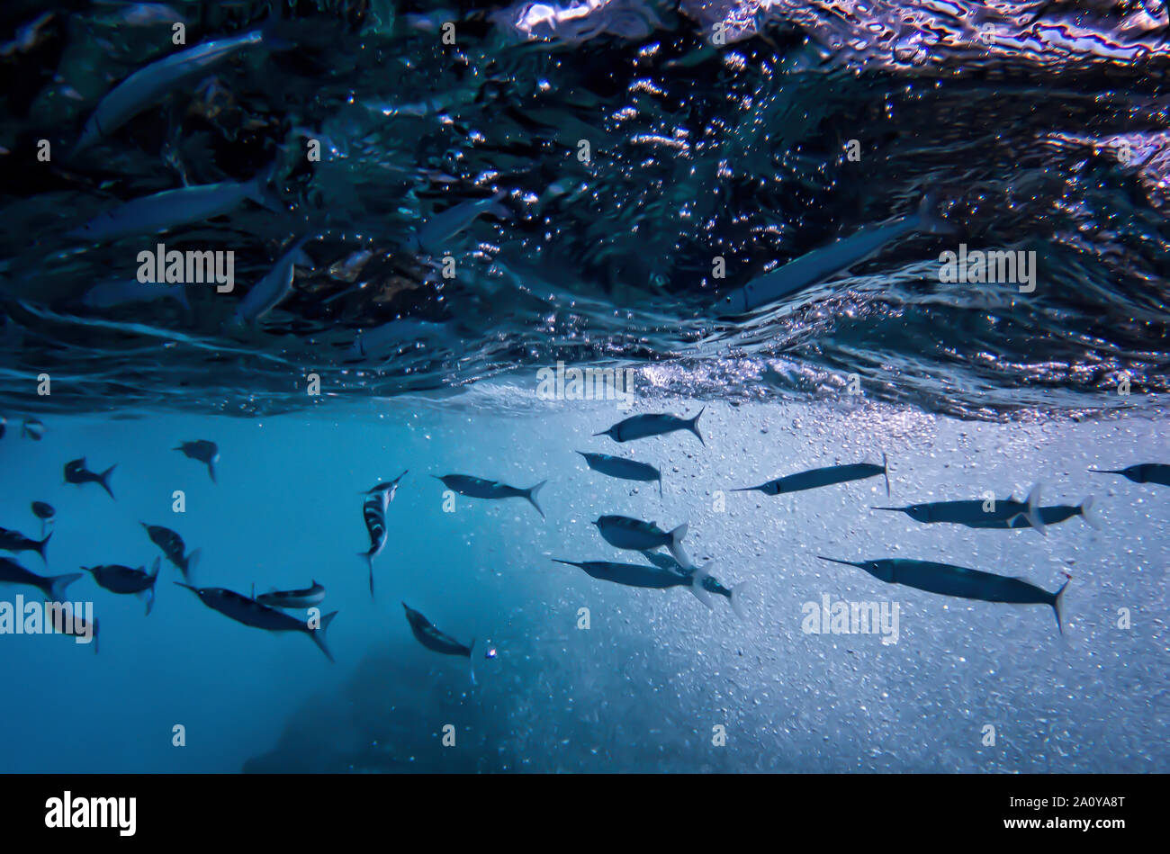 School of bright blue needlefish swim just below surface of ocean in ...