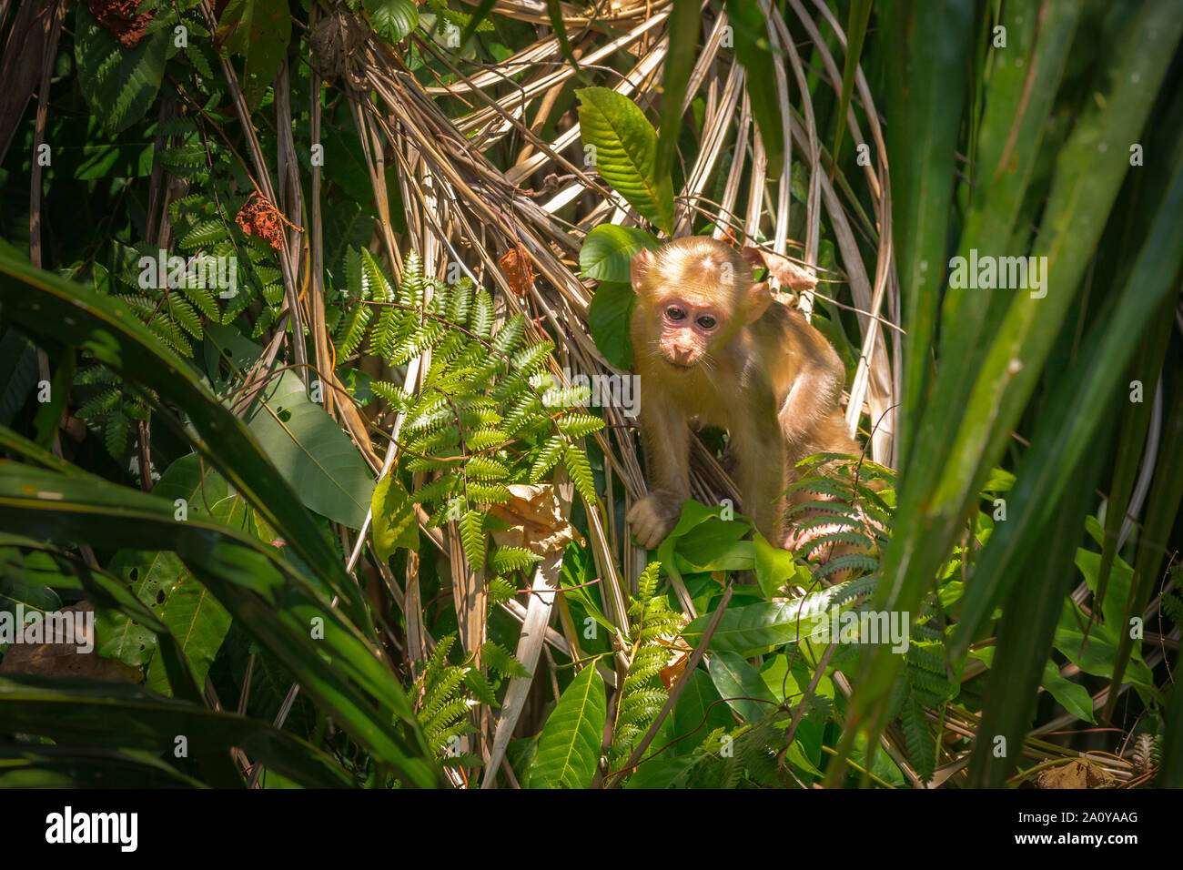 Stump-tailed macaque, (Macaca arctoides Stock Photo - Alamy