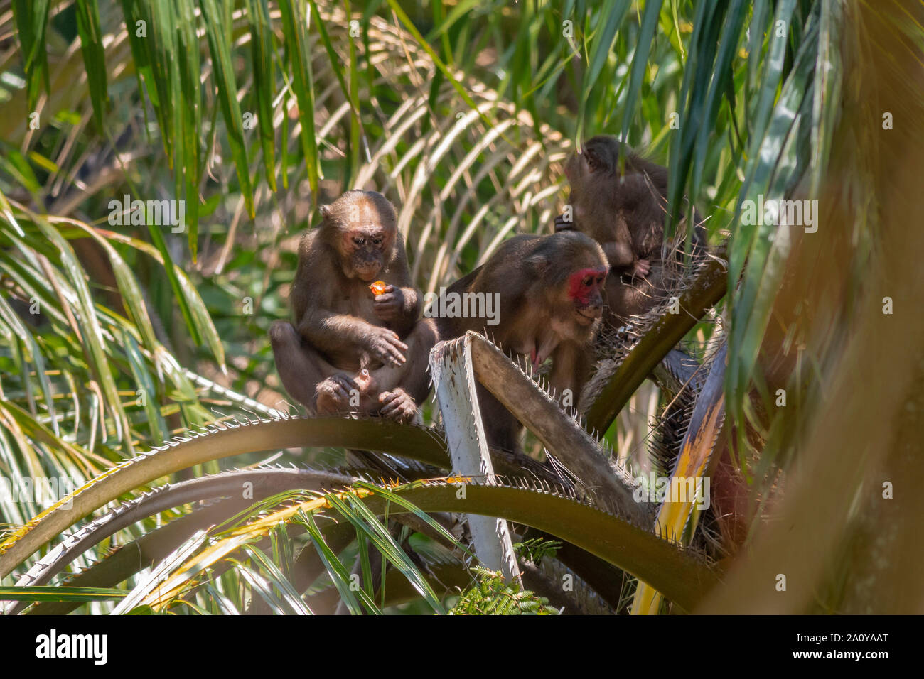 Stump-tailed macaque, (Macaca arctoides Stock Photo - Alamy