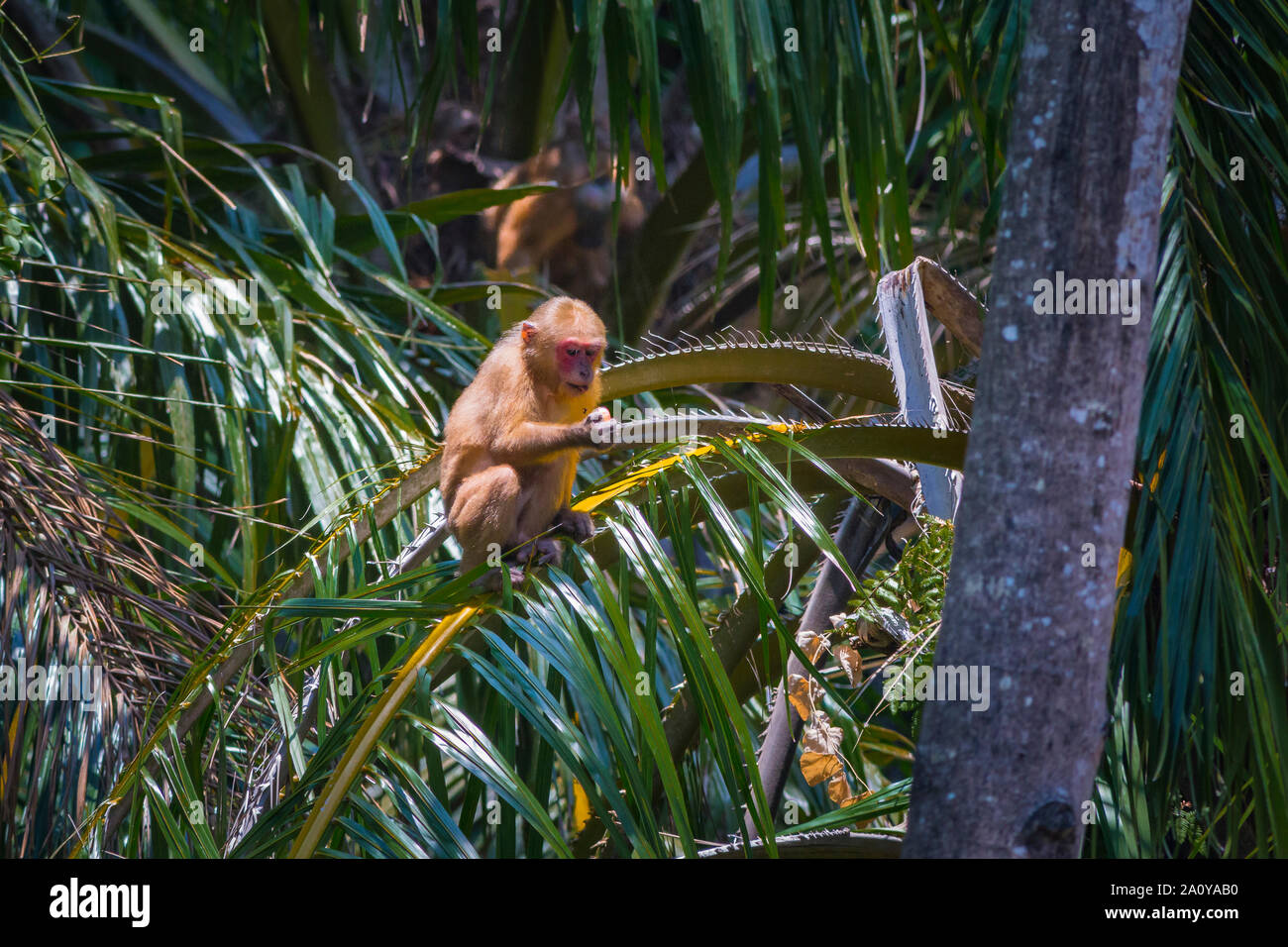 Stump-tailed macaque, (Macaca arctoides Stock Photo - Alamy