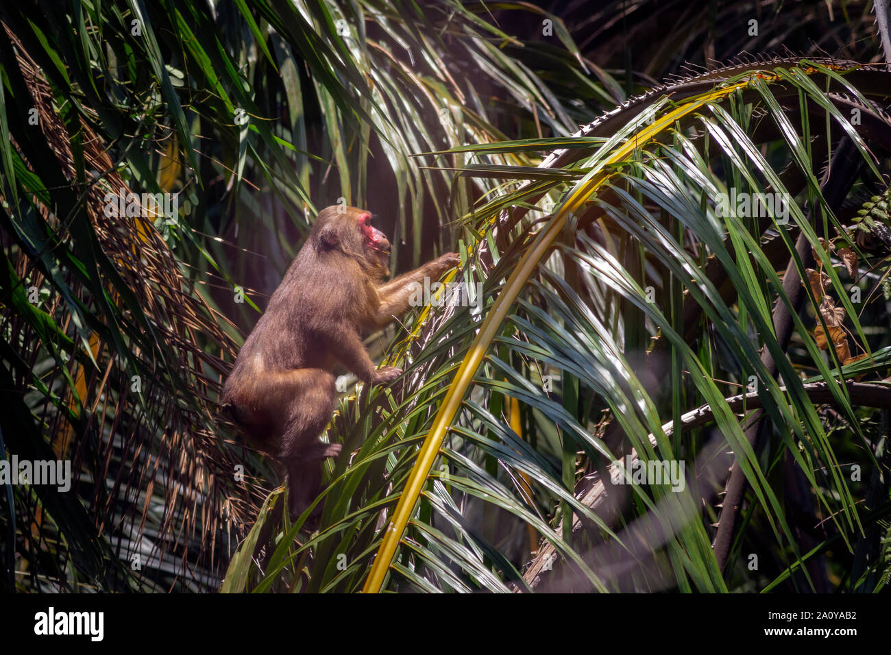 Stump-tailed macaque, (Macaca arctoides Stock Photo - Alamy
