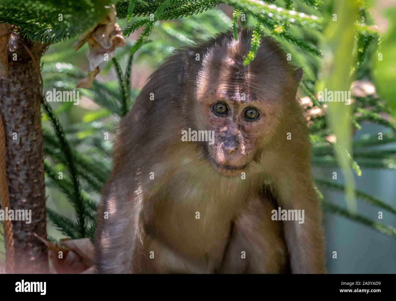 Stump-tailed macaque, (Macaca arctoides Stock Photo - Alamy