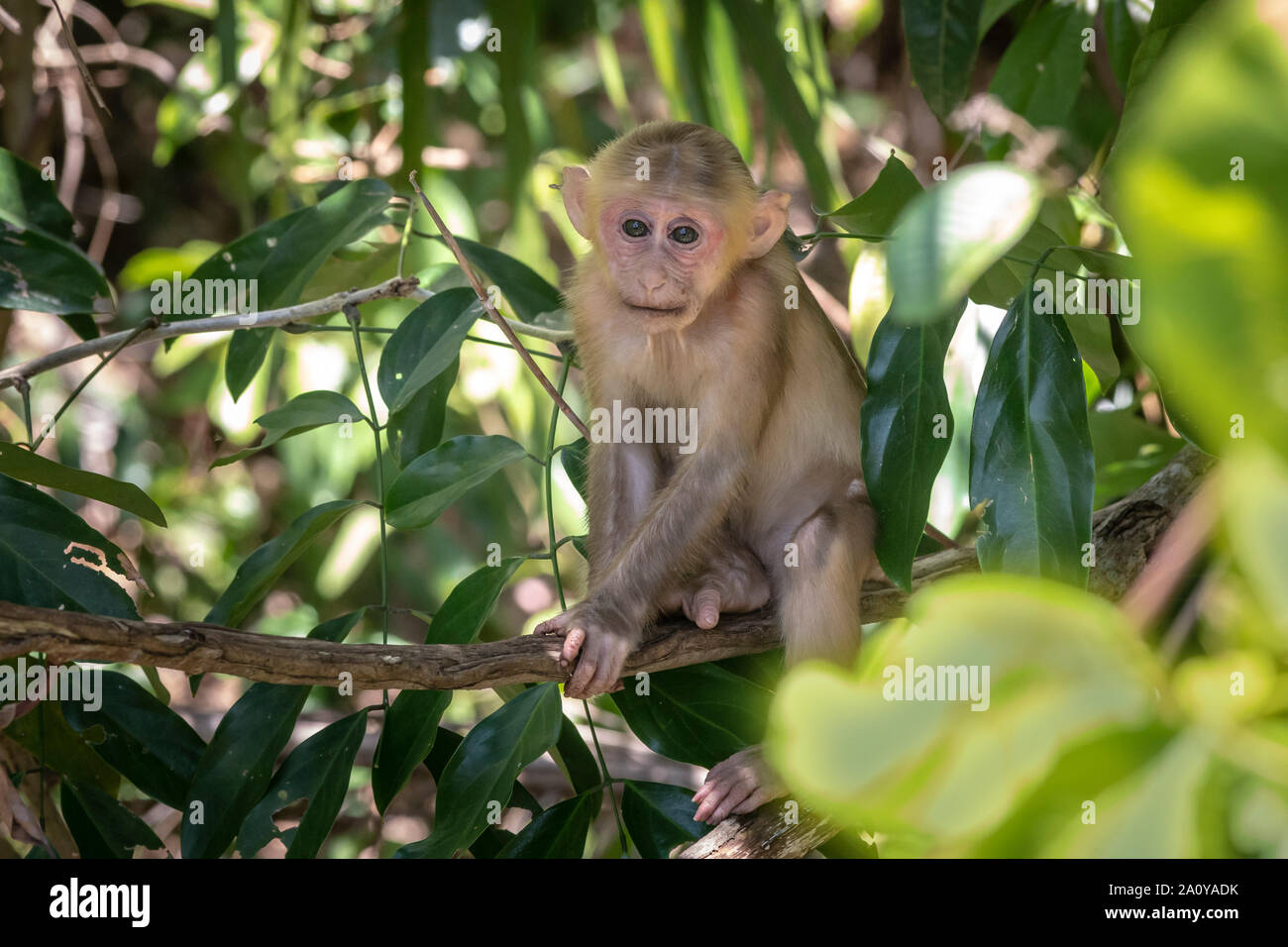 Stump-tailed macaque, (Macaca arctoides Stock Photo - Alamy