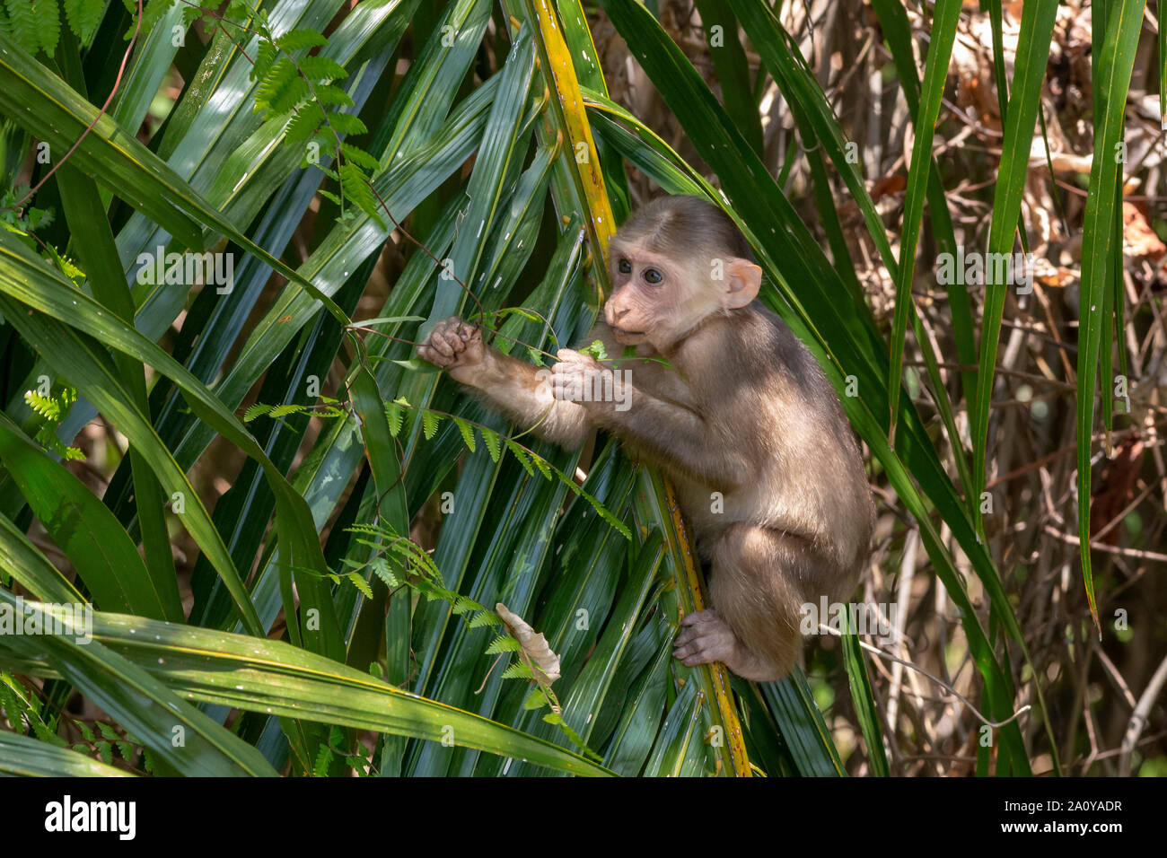 Stump-tailed macaque, (Macaca arctoides Stock Photo - Alamy