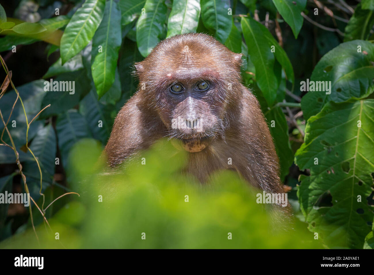 Stump-tailed macaque, (Macaca arctoides Stock Photo - Alamy