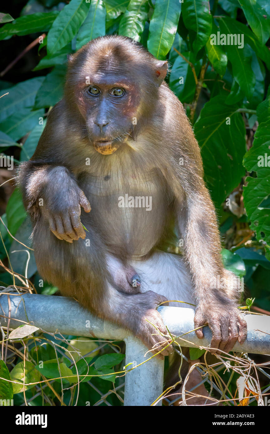 Stump-tailed macaque, (Macaca arctoides Stock Photo - Alamy