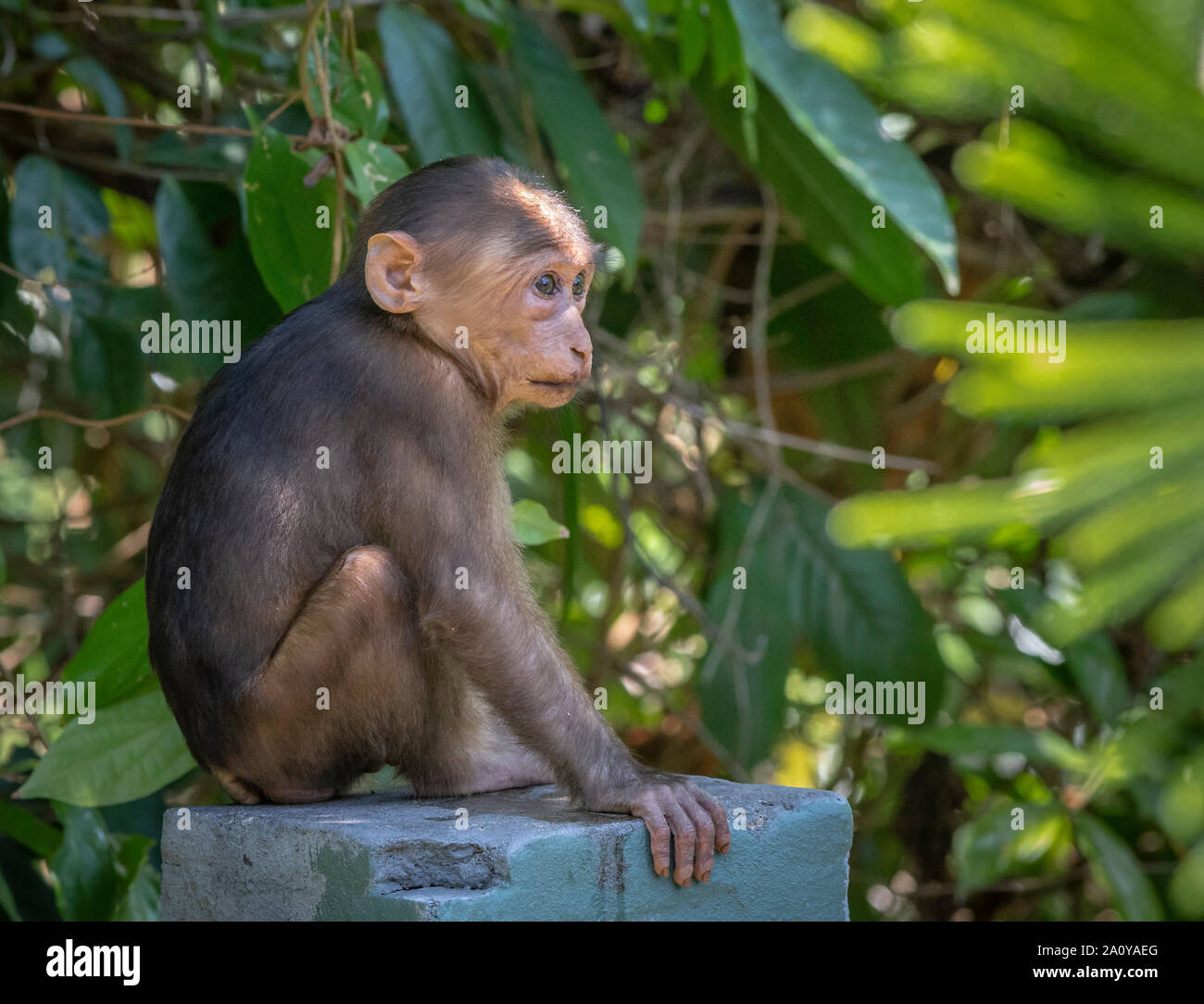 Stump-tailed macaque, (Macaca arctoides Stock Photo - Alamy