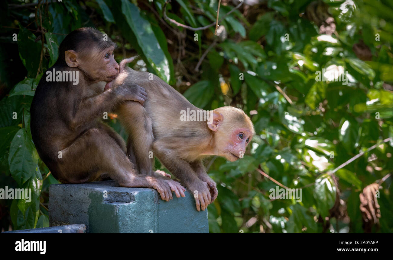 Stump-tailed macaque, (Macaca arctoides Stock Photo - Alamy