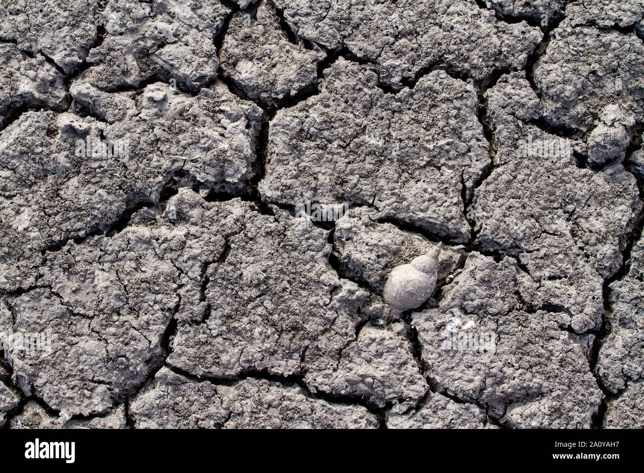 Dead shell hi-res stock photography and images - Alamy