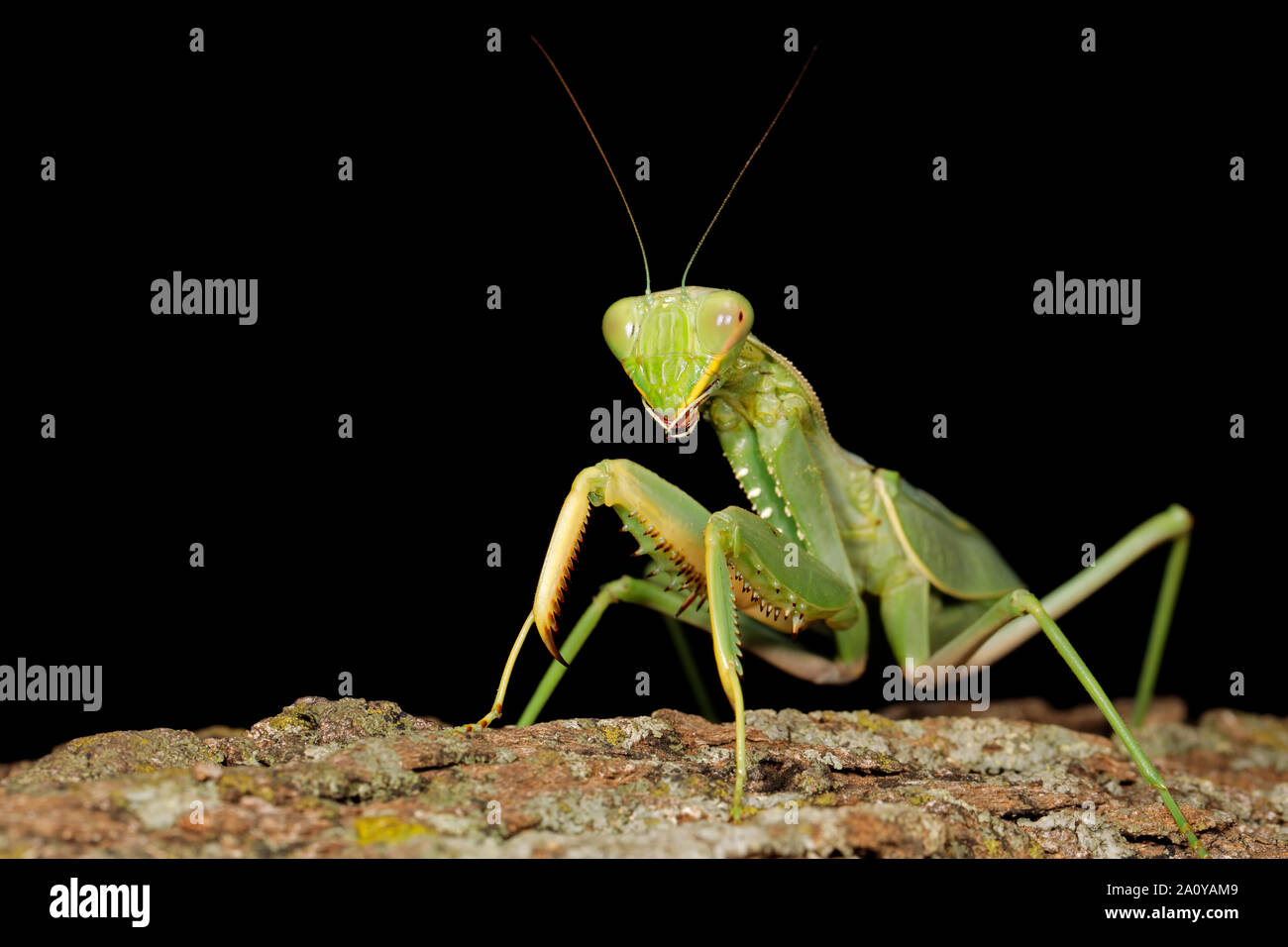 Common green mantis (Sphodromantis gastrica) on a branch, South Africa ...