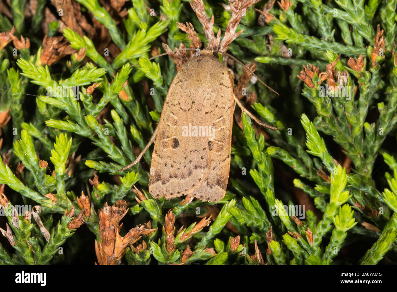 Lesser Yellow Underwing moth (Noctua comes) at rest Stock Photo - Alamy