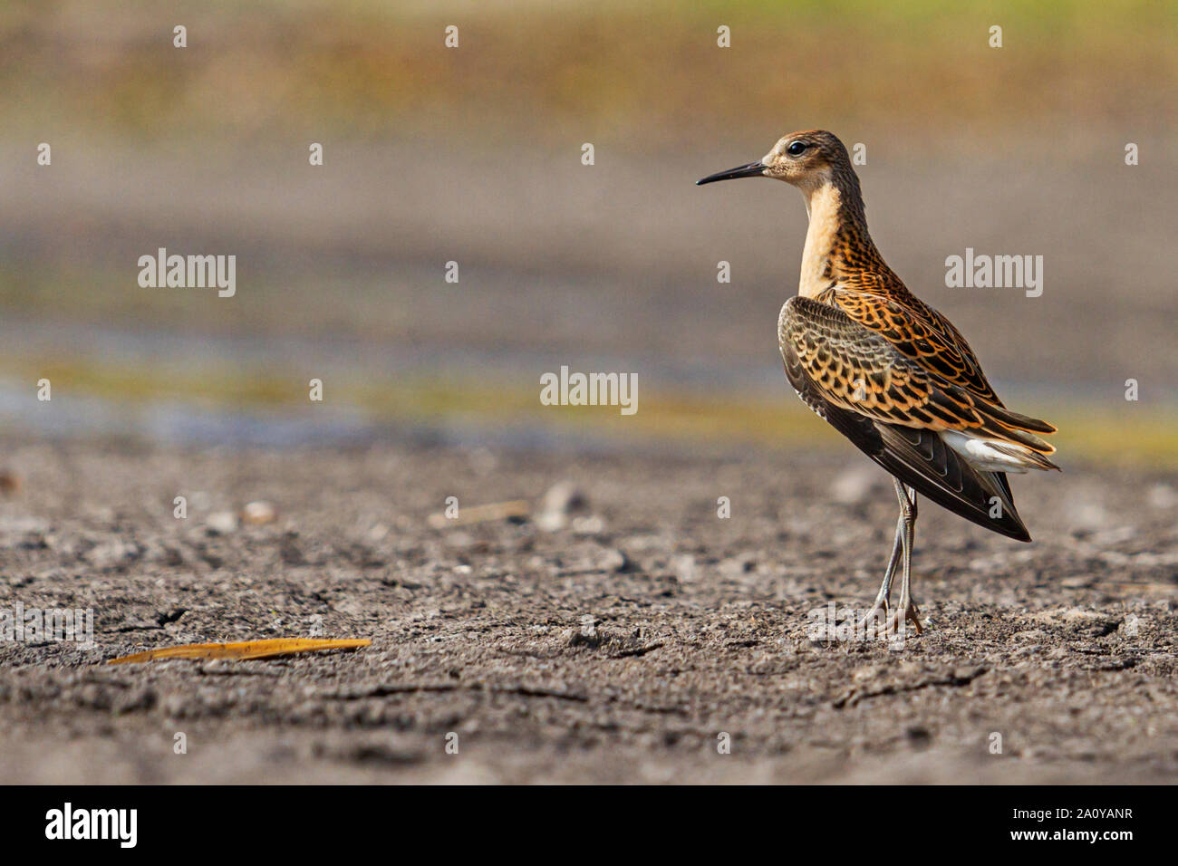 Sandpiper Ruff stands on the banks lowered wings, wild nature Stock ...