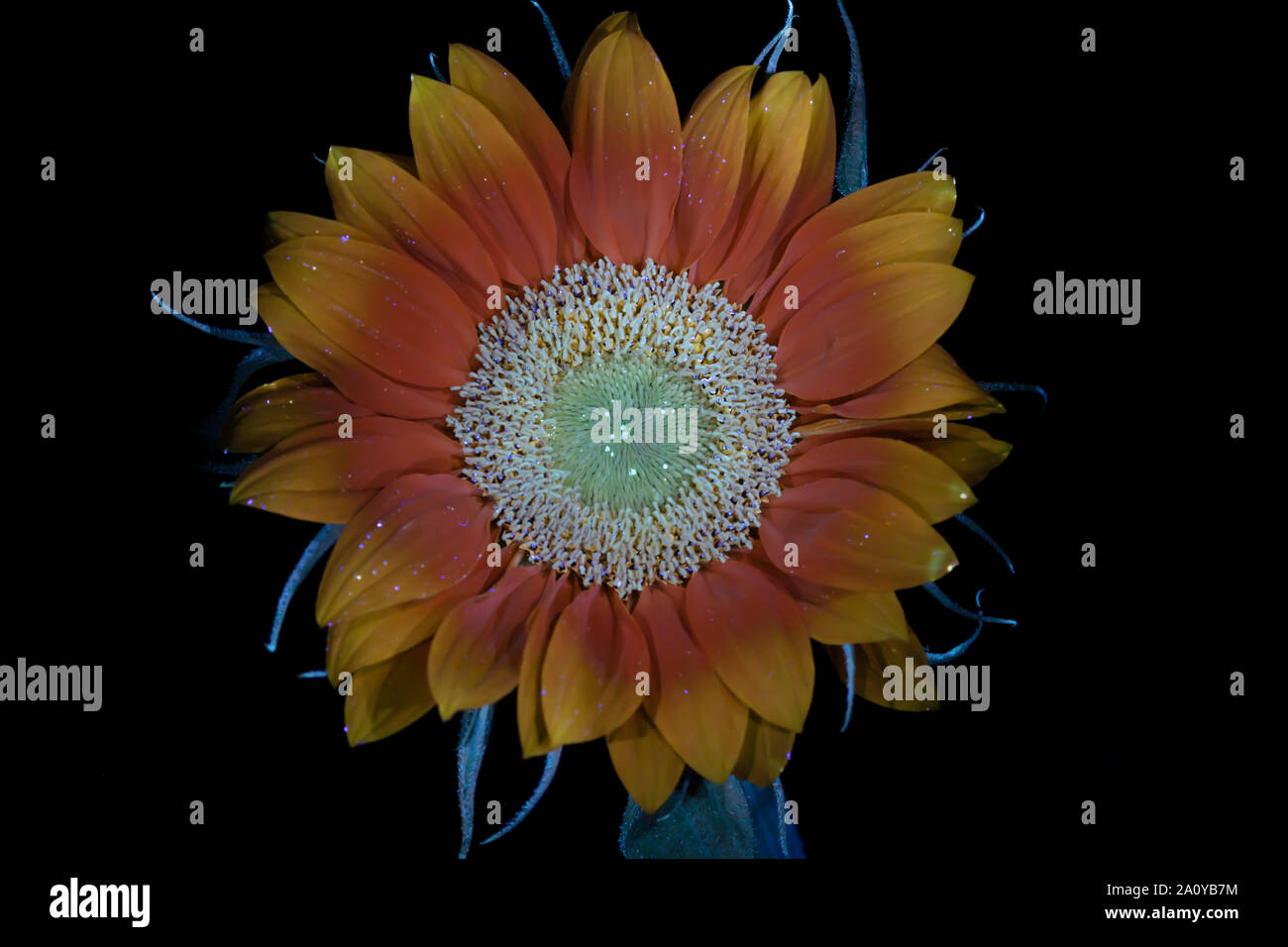 A single yellow Sunflower under Ultraviolet lighting Stock Photo - Alamy