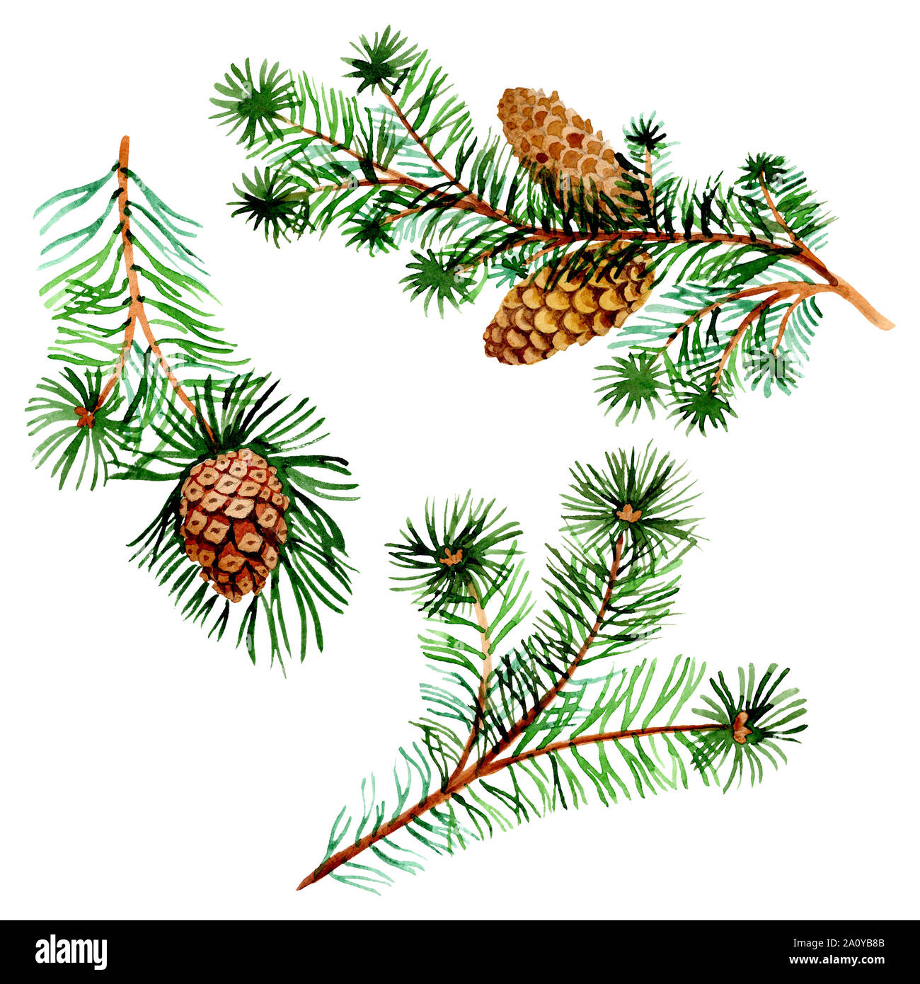 Branches of spruse and pine. Watercolor background illustration set ...