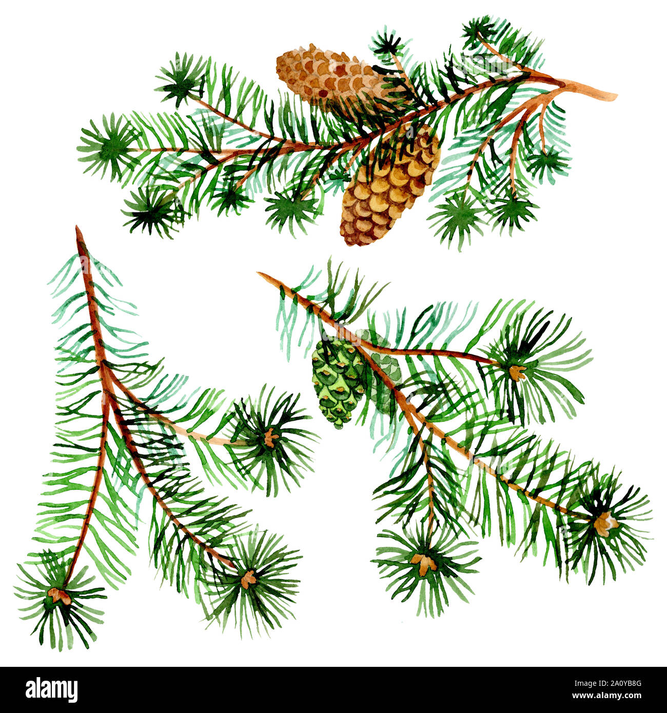 Branches of spruse and pine. Watercolor background illustration set ...