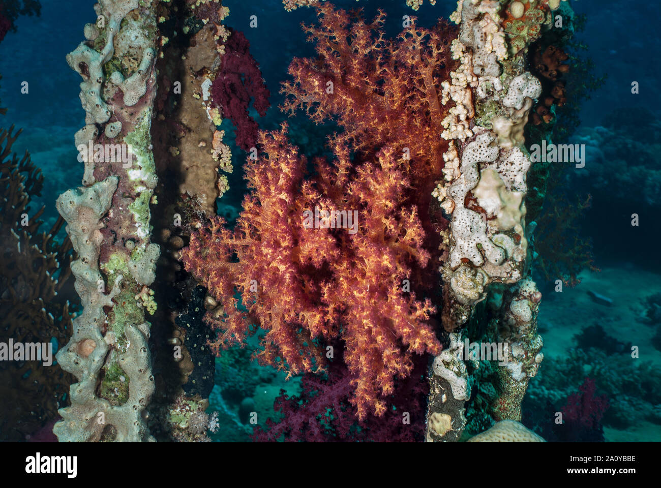 Cauliflower Coral, Dendronephthya hemprichi, Nephtheidae, Sharm El ...