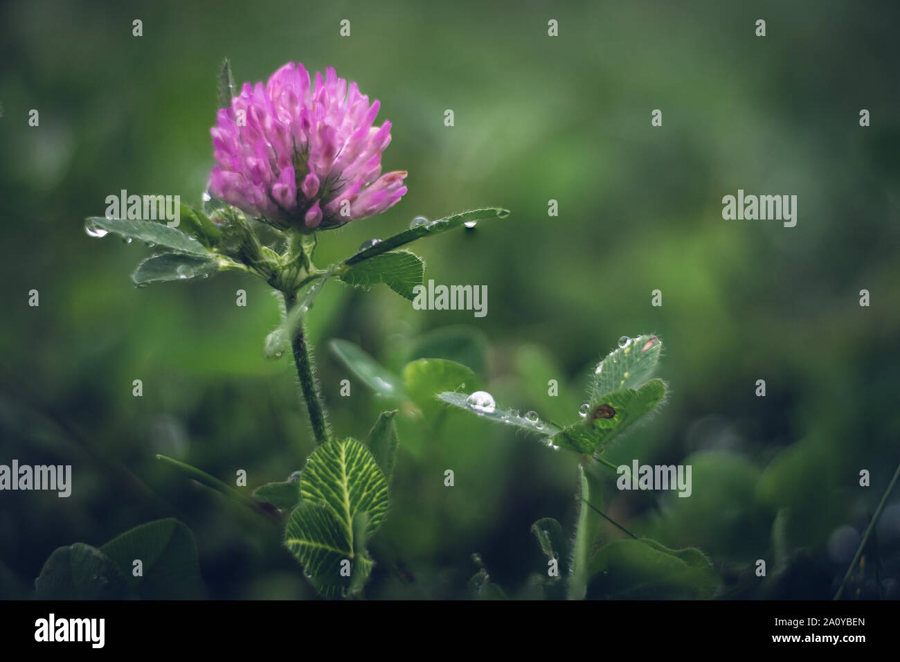 Red Clover After Rain Stock Photo - Alamy