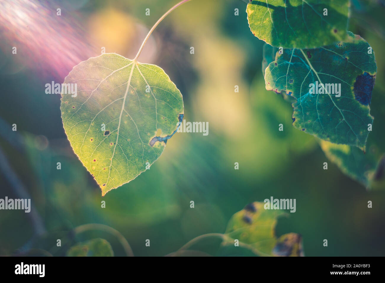 Aspen Leaves with Sun Flare Stock Photo - Alamy