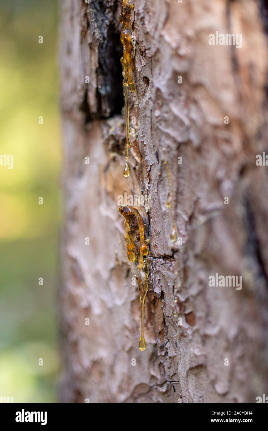 Resin leaking from Scots pine (Pinus sylvestris Stock Photo - Alamy