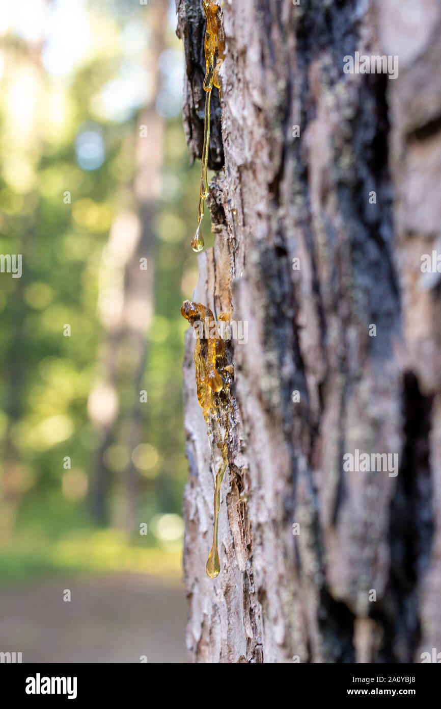 Resin leaking from Scots pine (Pinus sylvestris Stock Photo - Alamy