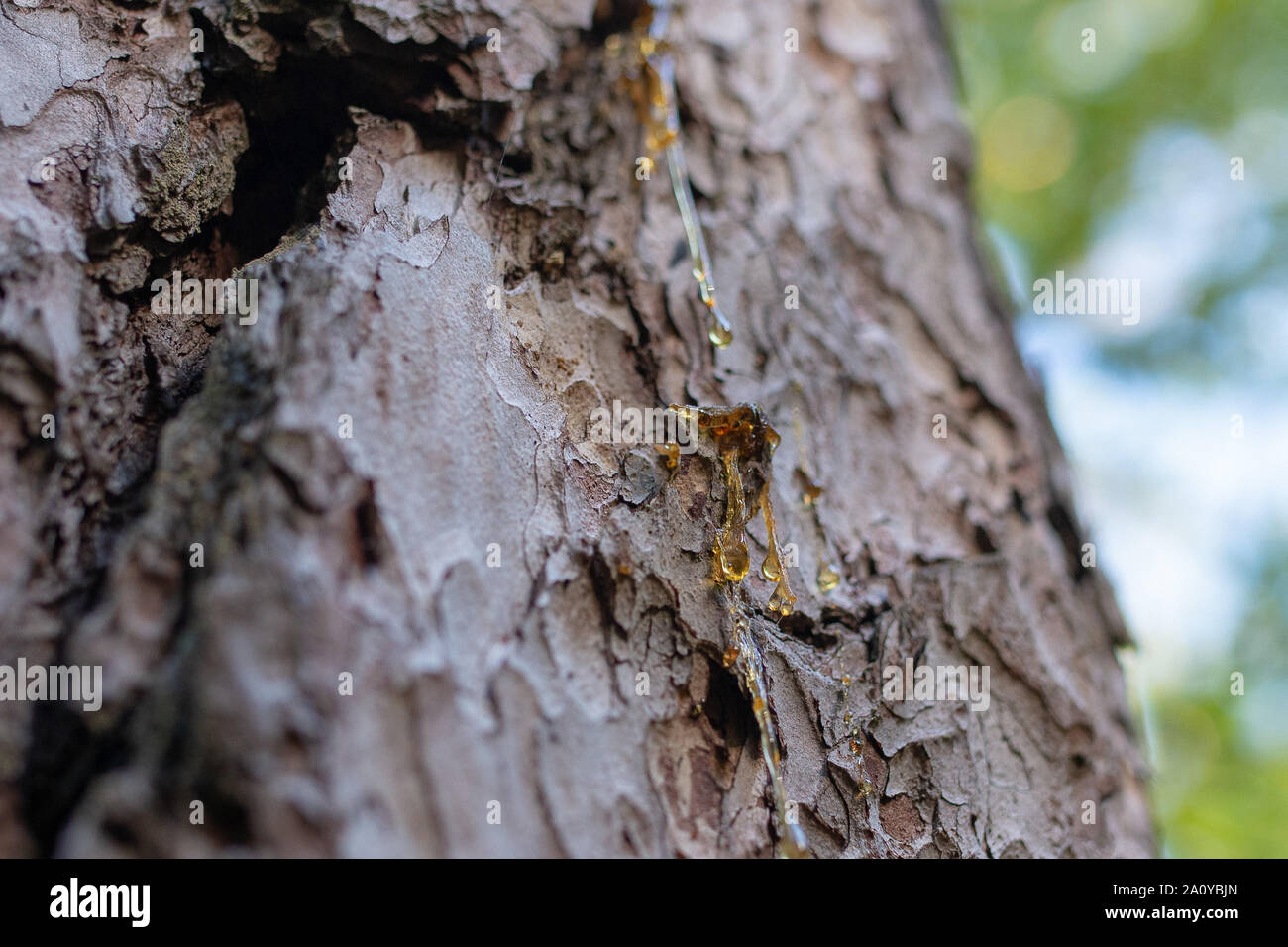 Resin leaking from Scots pine (Pinus sylvestris Stock Photo - Alamy