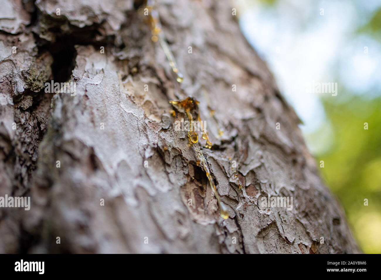 Resin leaking from Scots pine (Pinus sylvestris Stock Photo - Alamy