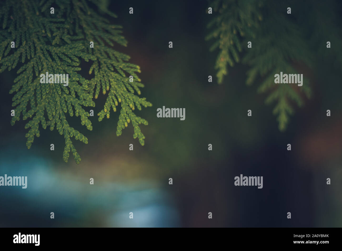 Northern white cedar tree hi-res stock photography and images - Alamy