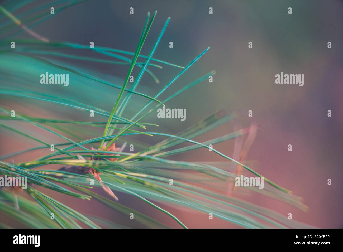 White pine needles hi-res stock photography and images - Alamy