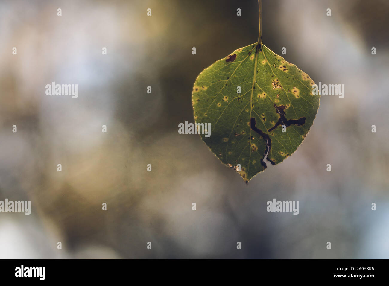 Single Quaking Aspen Leaf in Late Summer Stock Photo - Alamy