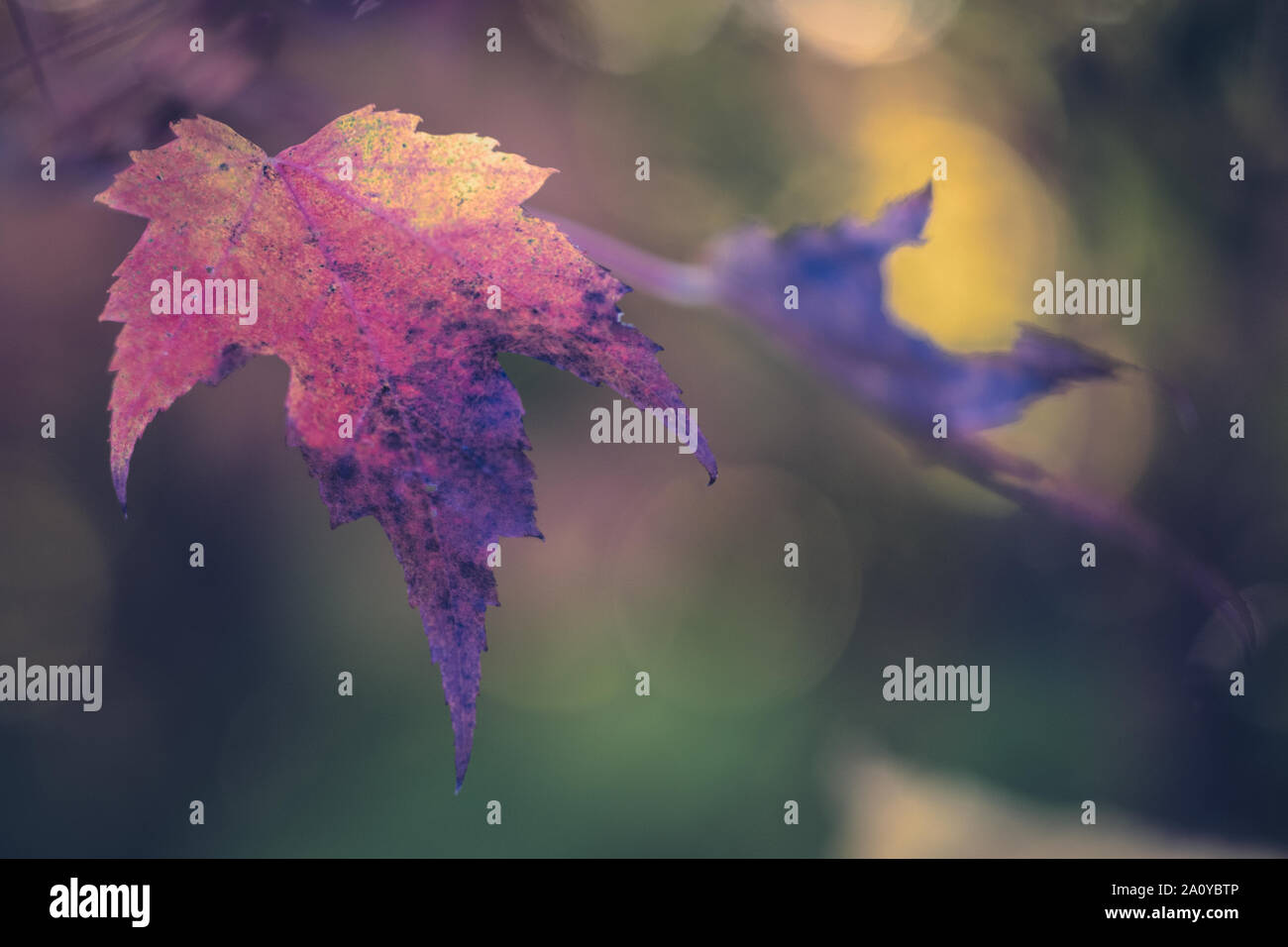 Leaf with bokeh background hi-res stock photography and images - Alamy