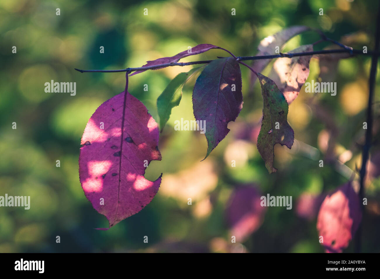 American plum tree hi-res stock photography and images - Alamy